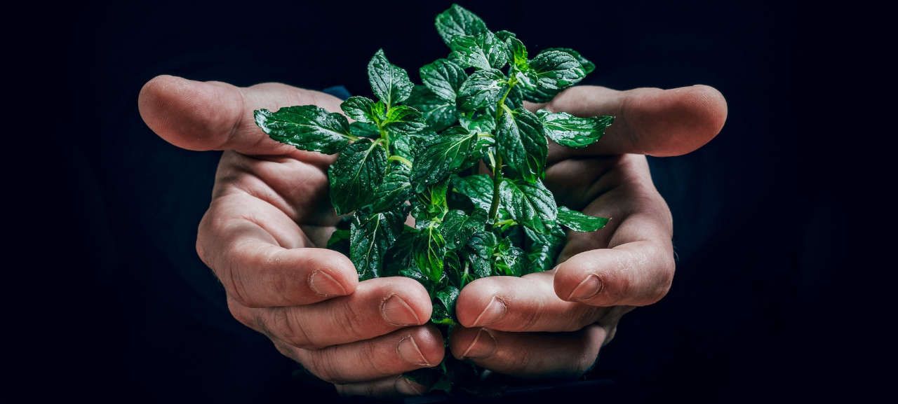 Comment devenir écolo en 7 étapes ? - Le Camp des Dryades